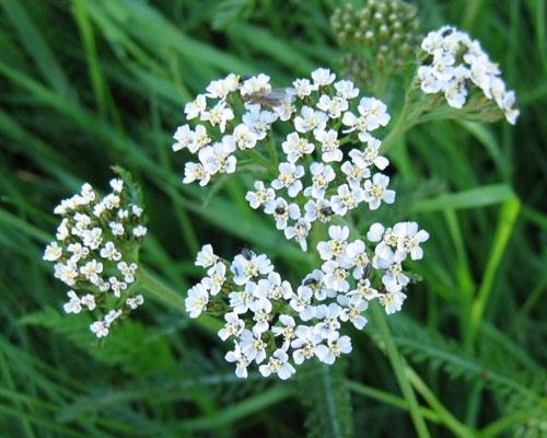 Healthy Herbs From Our Surroundings - Health and Beauty Makeup